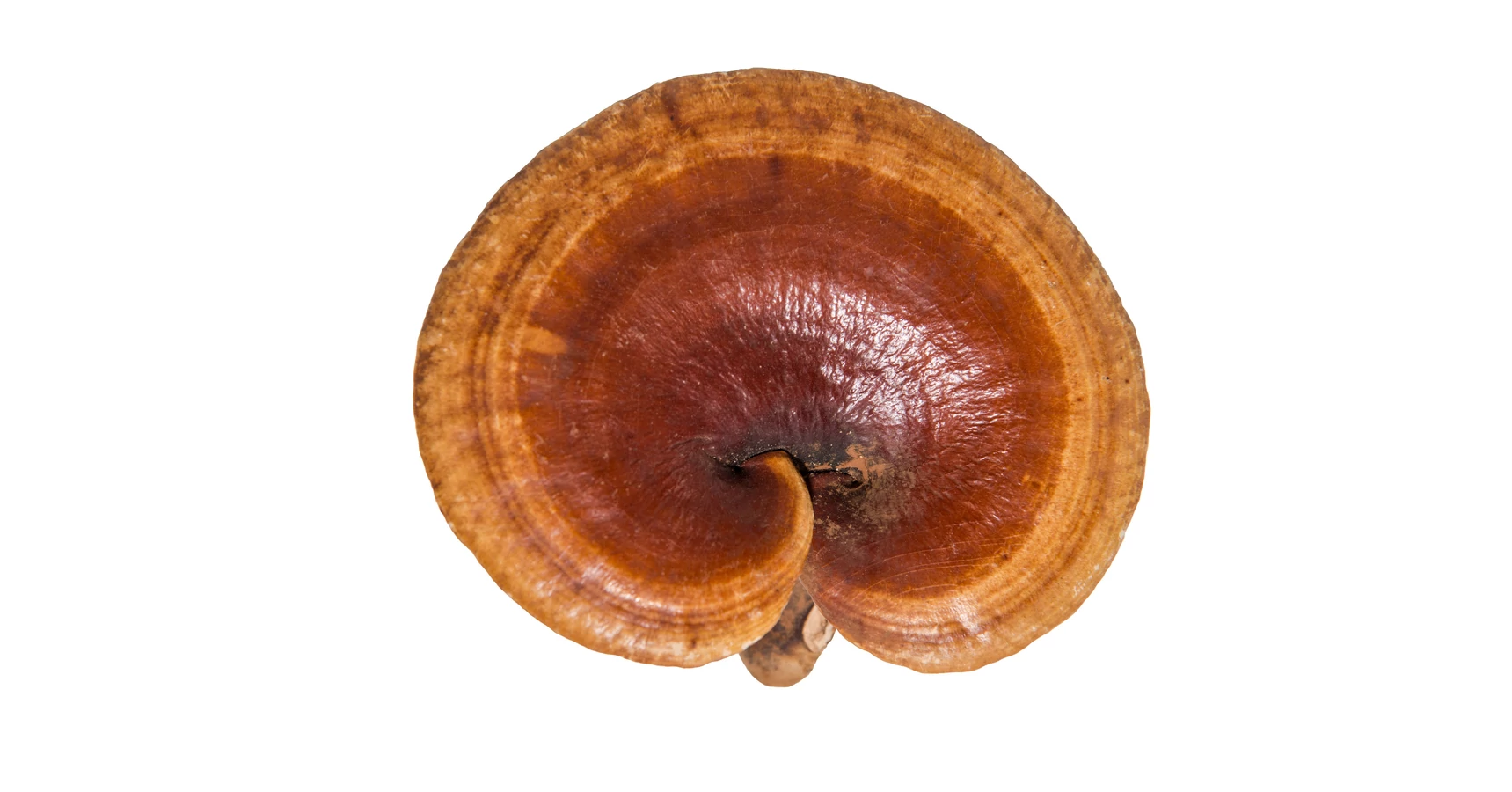 Ganoderma (pecsétviasz) gomba őrlemény - Bogdán Jenő - E-mentes övezet