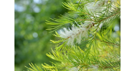 Fertőzésellenes csodaszer: a teafa illóolaj